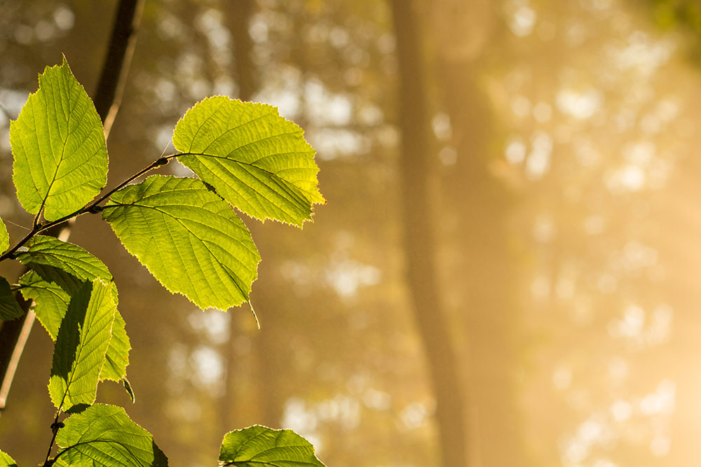Morning light - Photographer Luxembourg